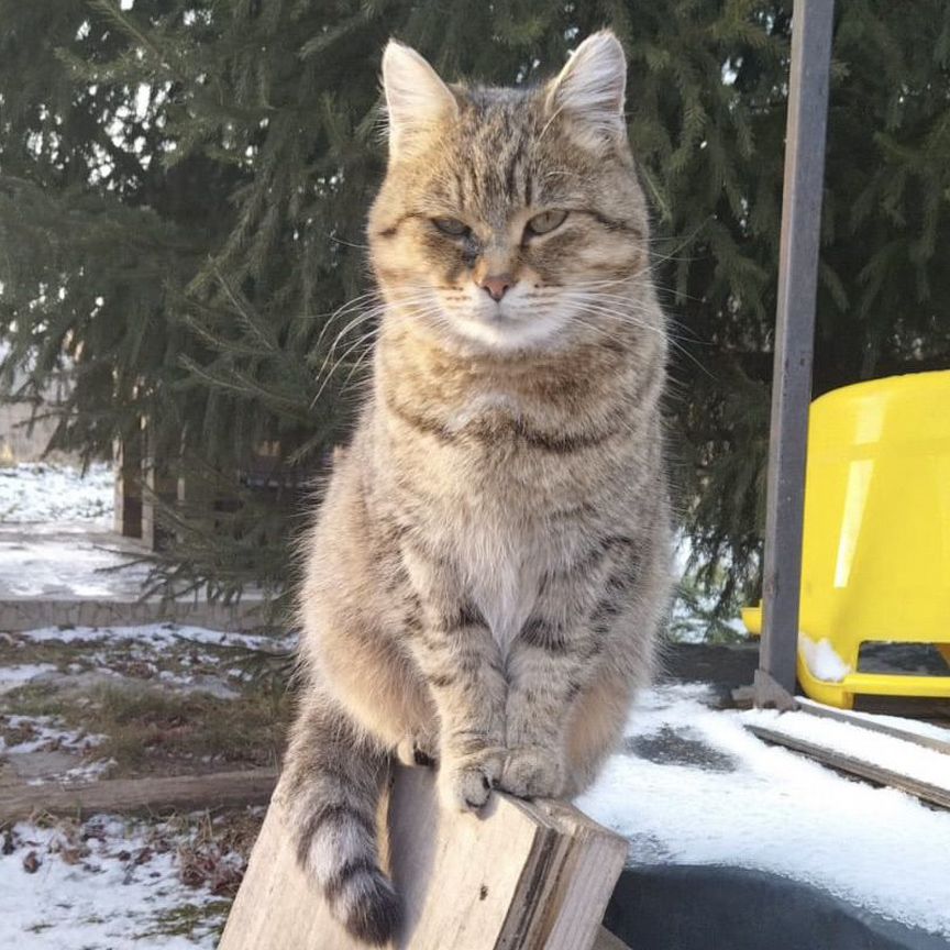 Взрослая кошка в добрые руки