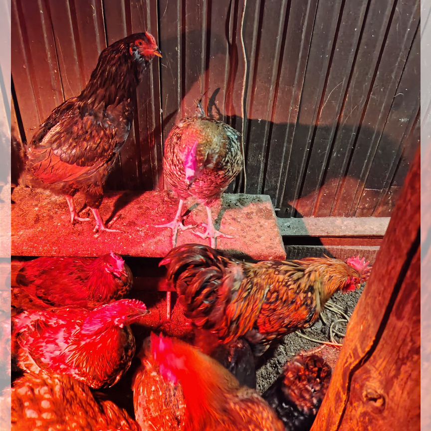 Продам молодых петухов