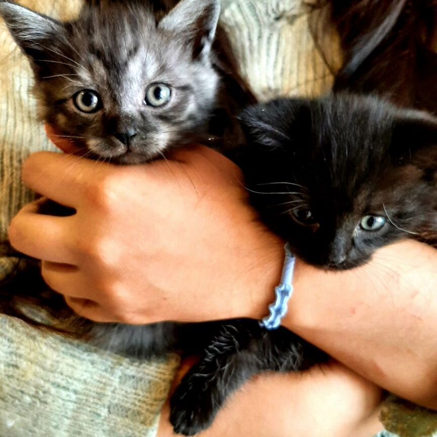 Котята в добрые руки
