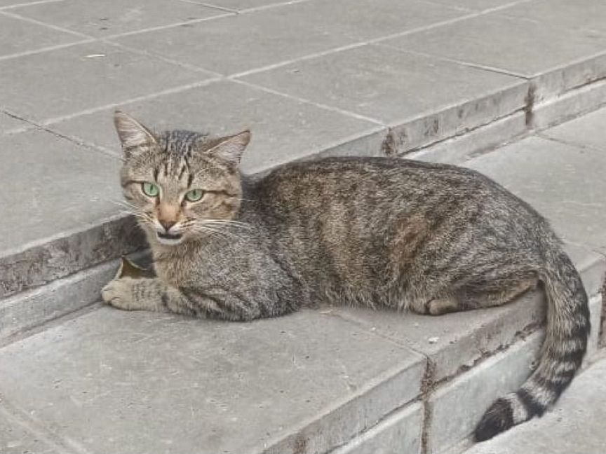 Камышовый кот