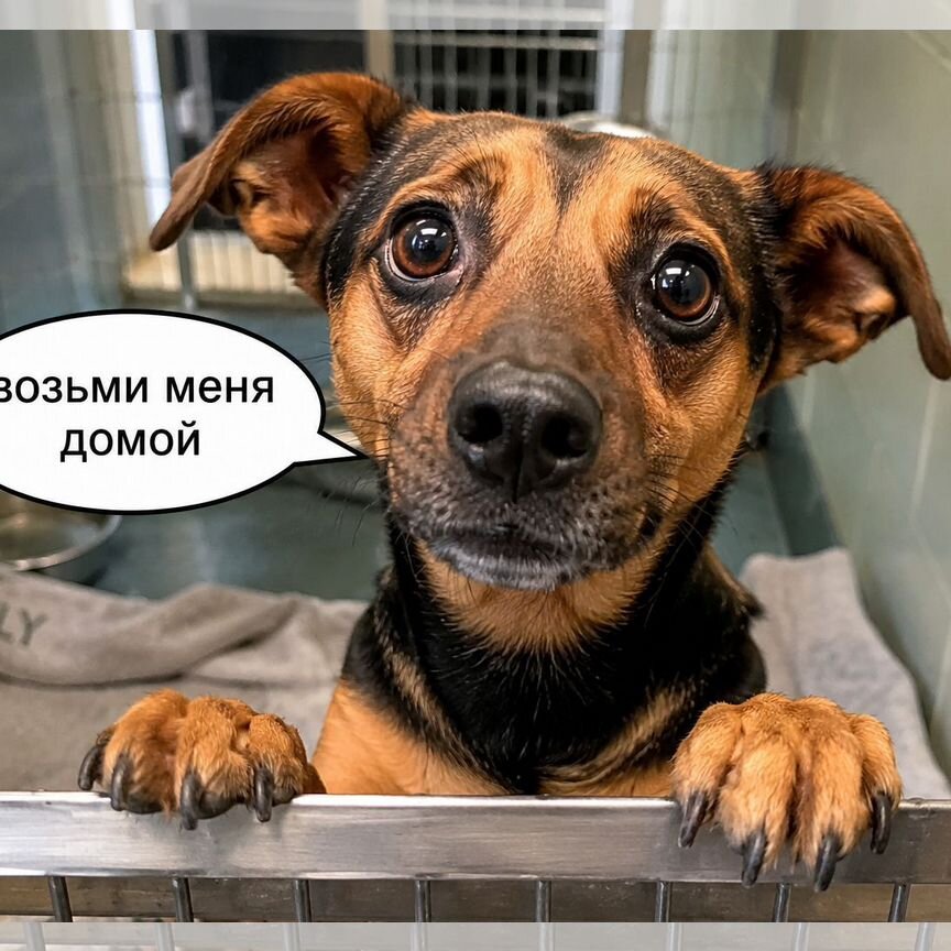 Щенок в добрые руки