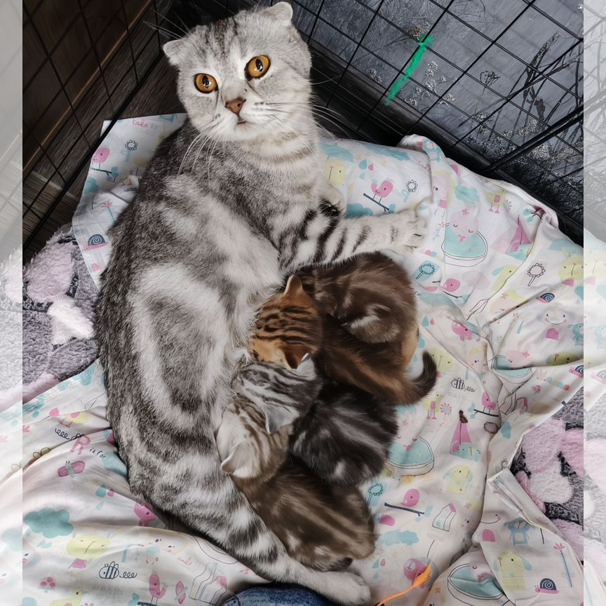 Шотландский вислоухий короткошёрстный котёнок