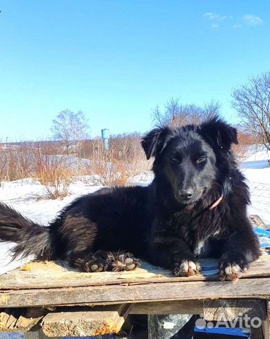 Собака в добрые руки