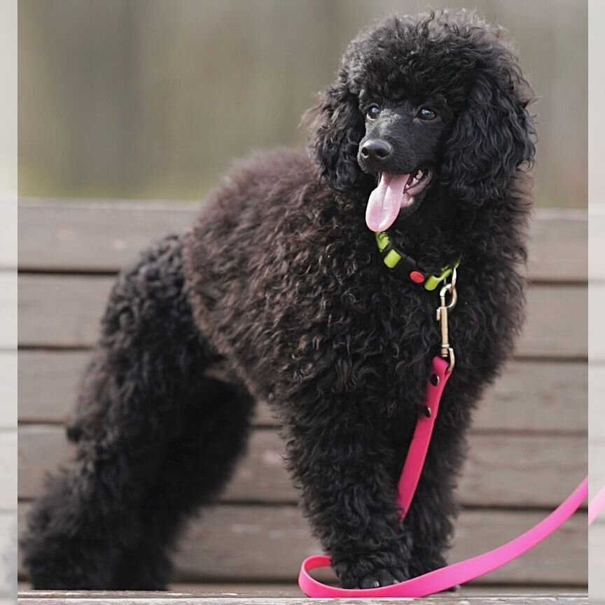 Карликовый пудель, щенок