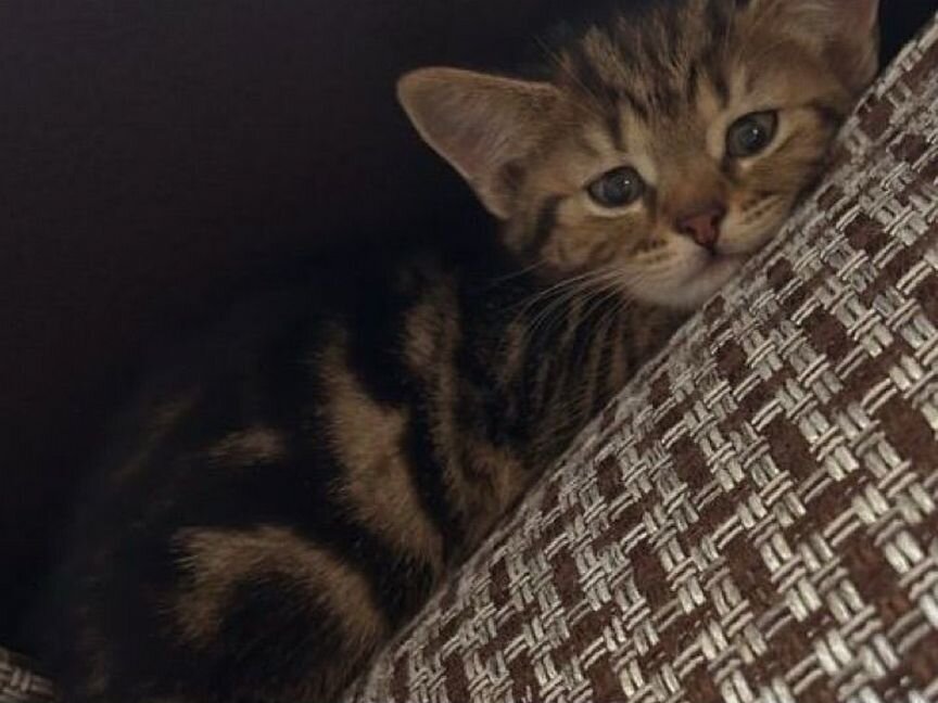 Котёнок метис