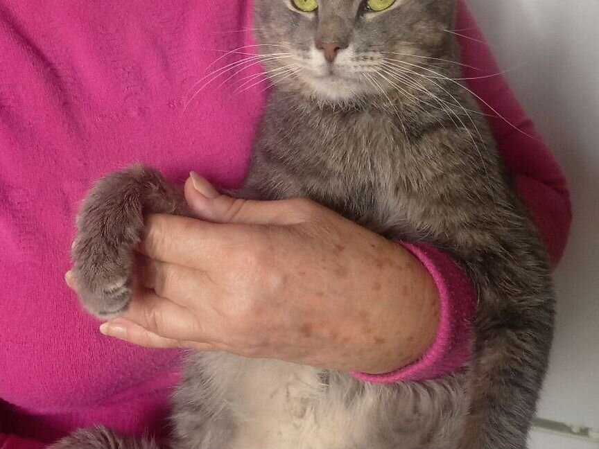 Кот невероятно ласковый и ручной кастрированный