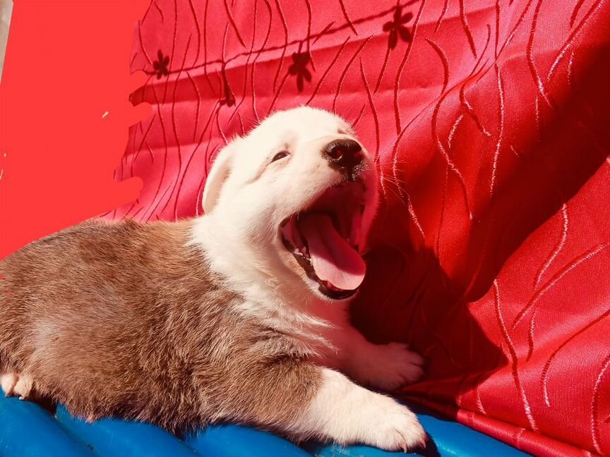 Вельш-корги щенки