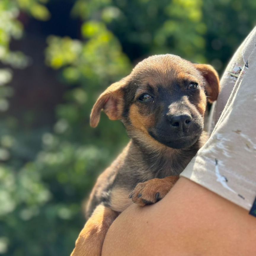 Щенок в добрые руки