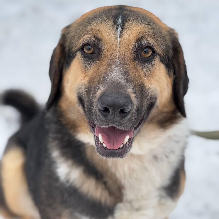 Донна, собака из приюта в добрые руки