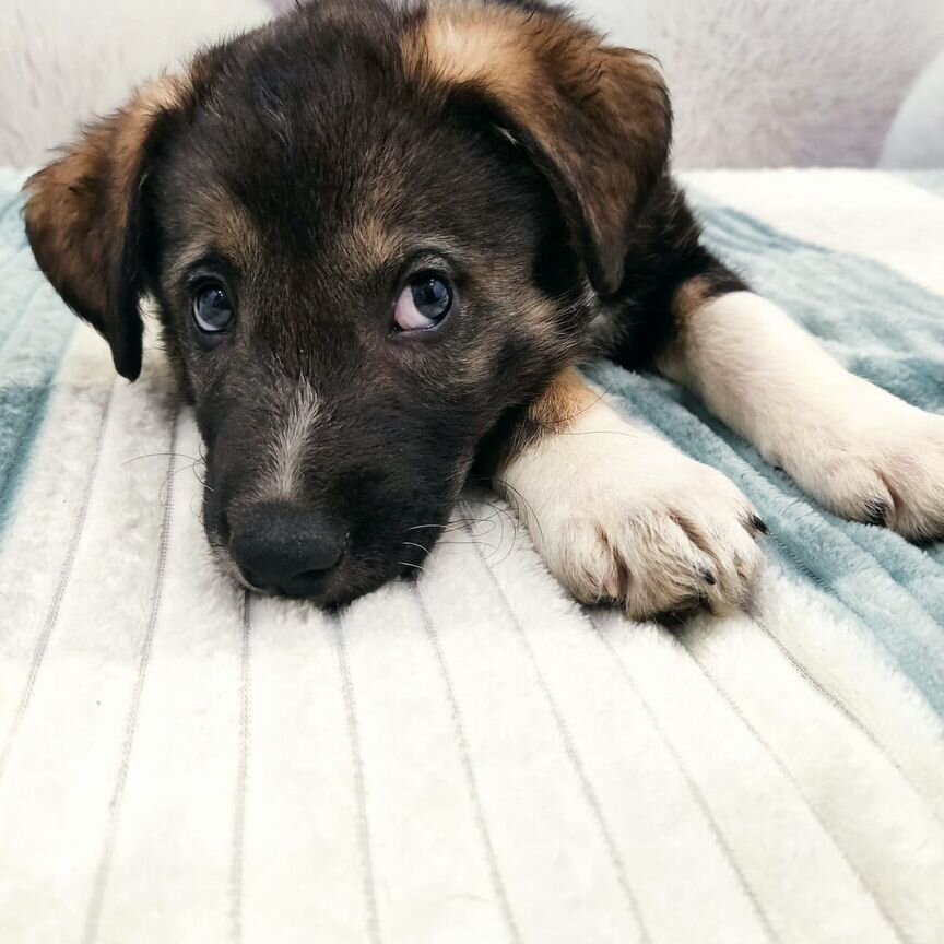 Щеночек, дружит с кошками