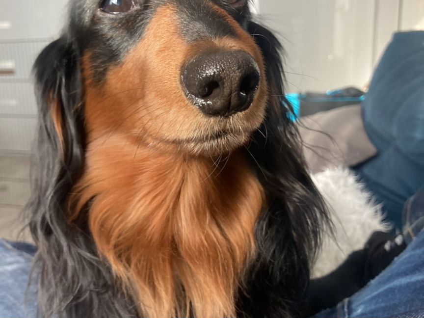 Длинношерстная такса миниатюрная