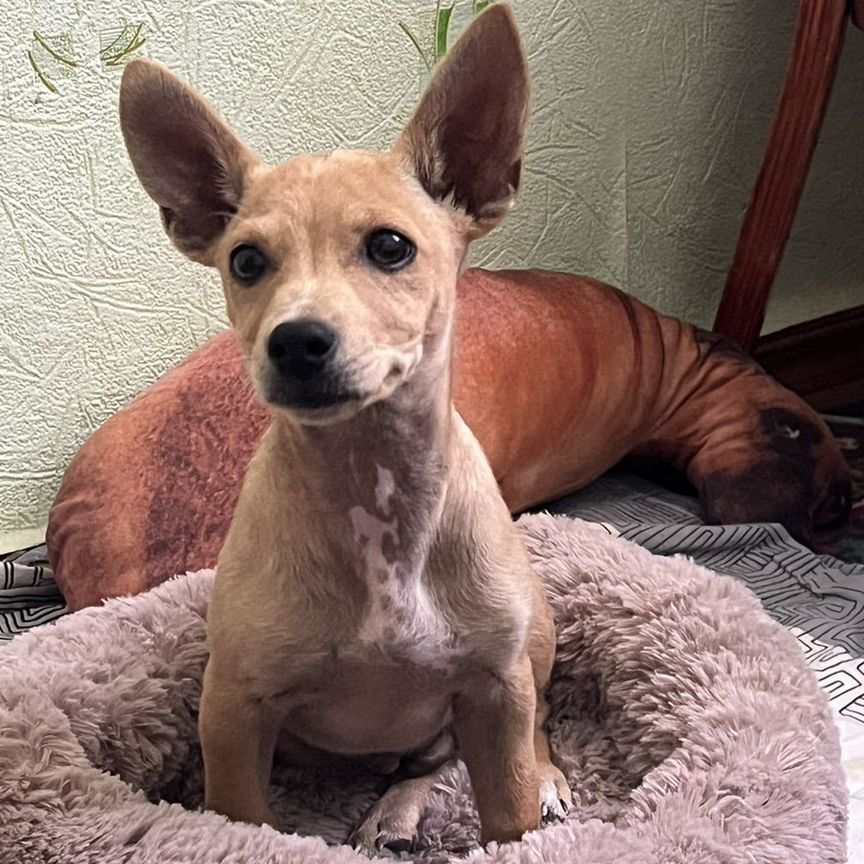 Щеночек той-терьер, мальчик