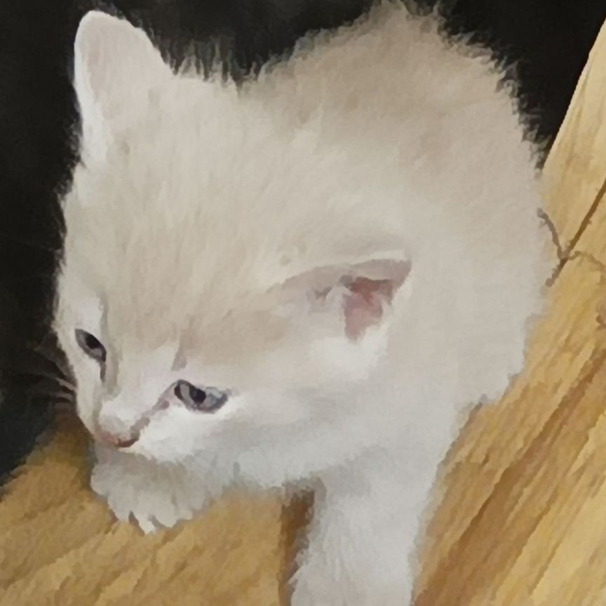 Котёнок в добрые руки