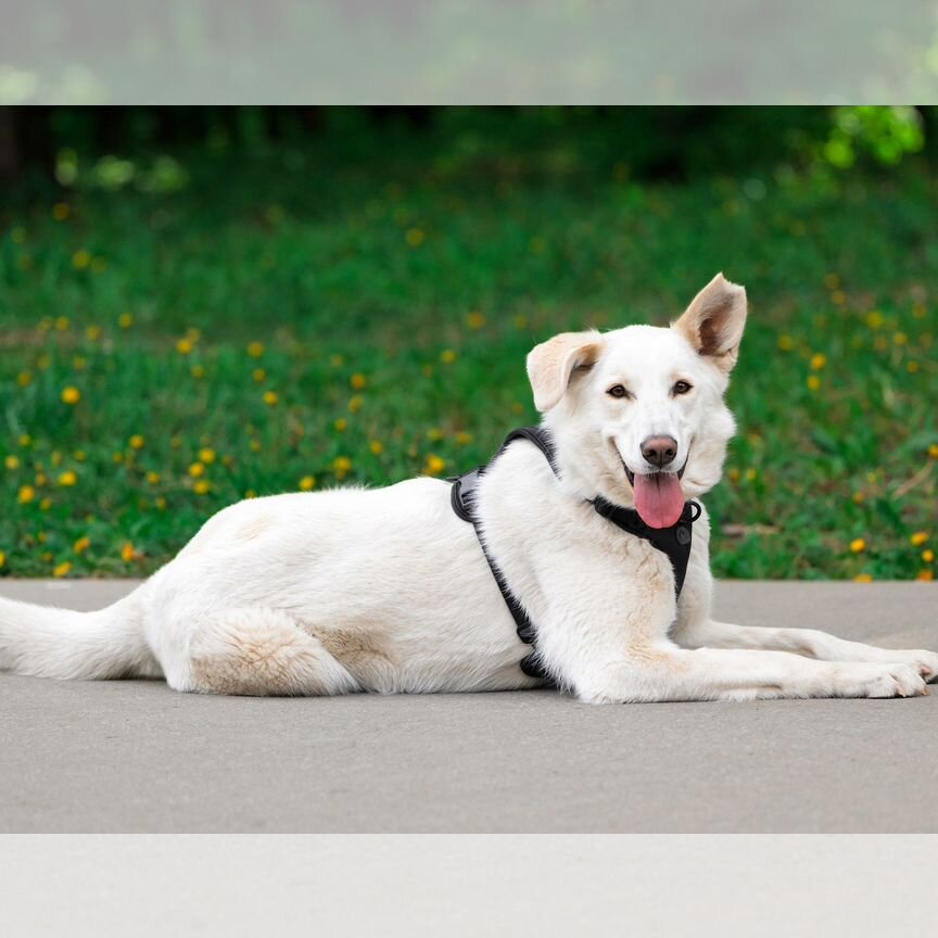 Взрослая собака из приюта