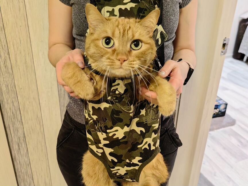 Рюкзак - Кенгуру для маленьких собак