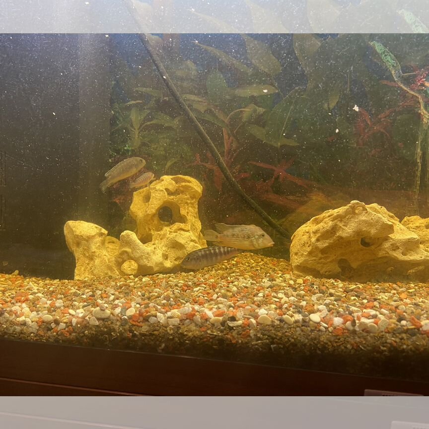 Аквариумные рыбки