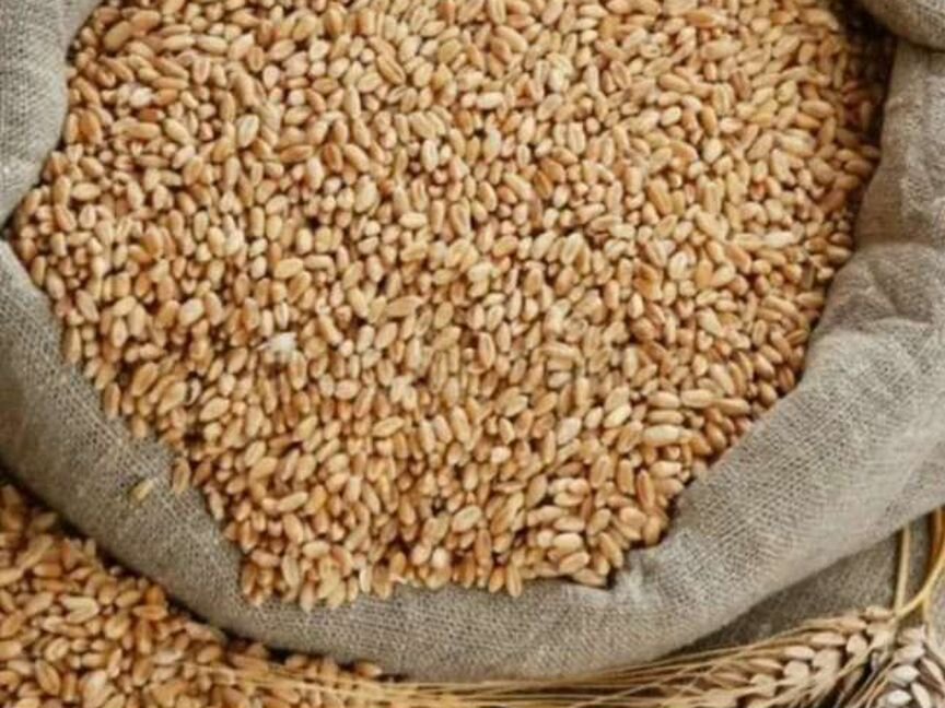 Зерно пшеница