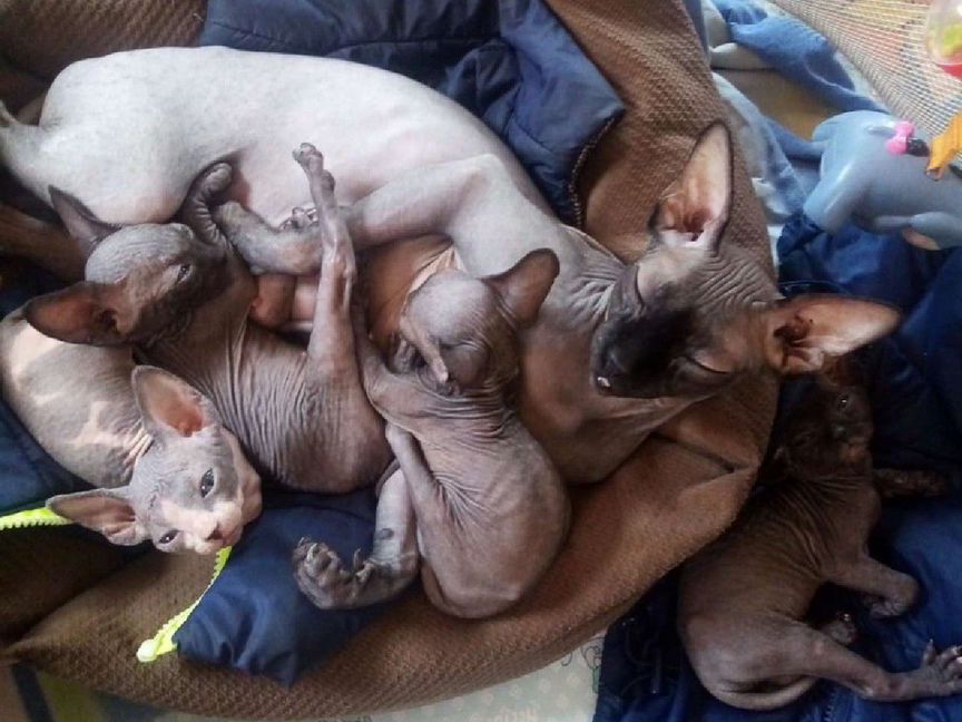 Котенок сфинкс