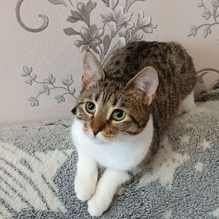 Котенок девочка 7 месяцев