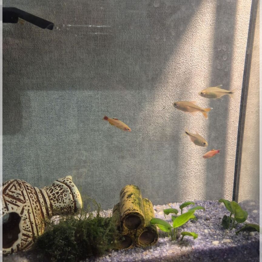 Аквариум с рыбками