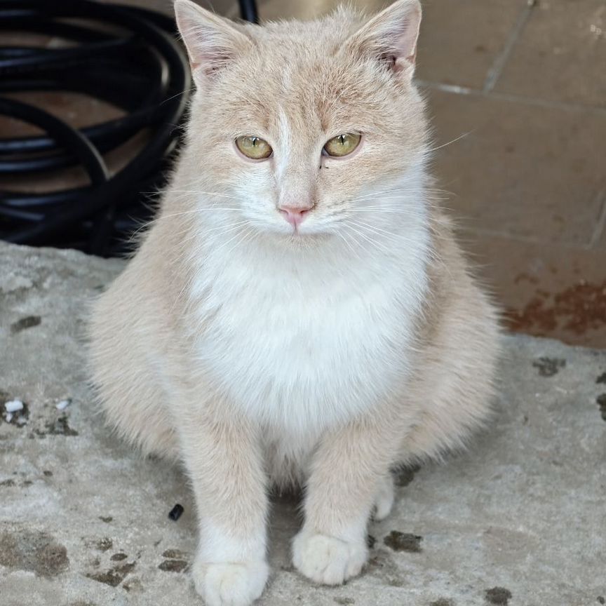 Взрослый кот в добрые руки