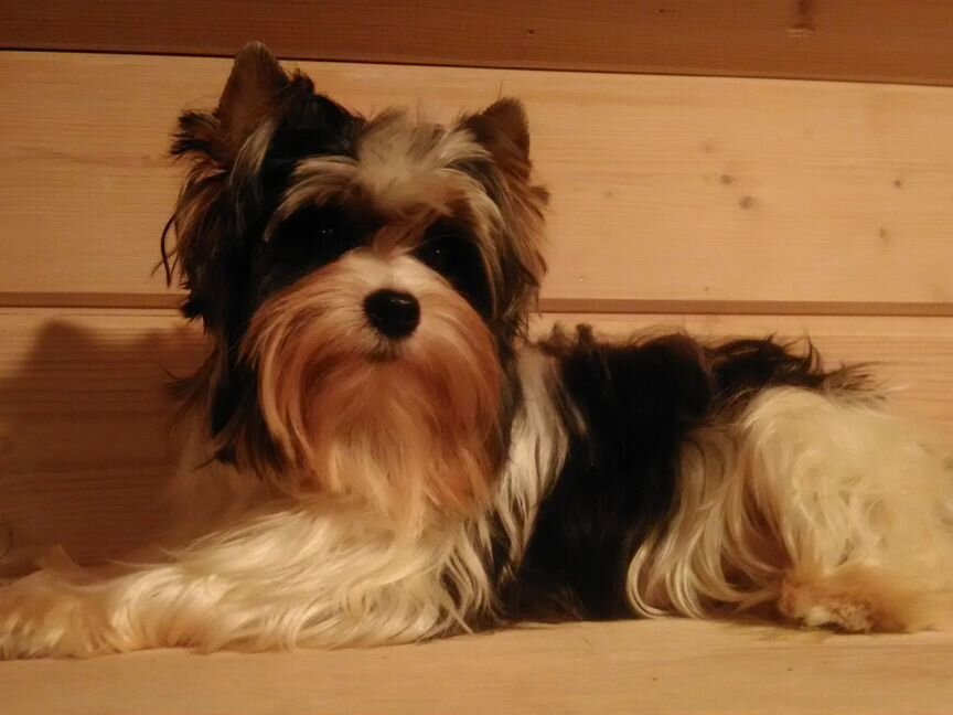 Взрослая девочка бивера