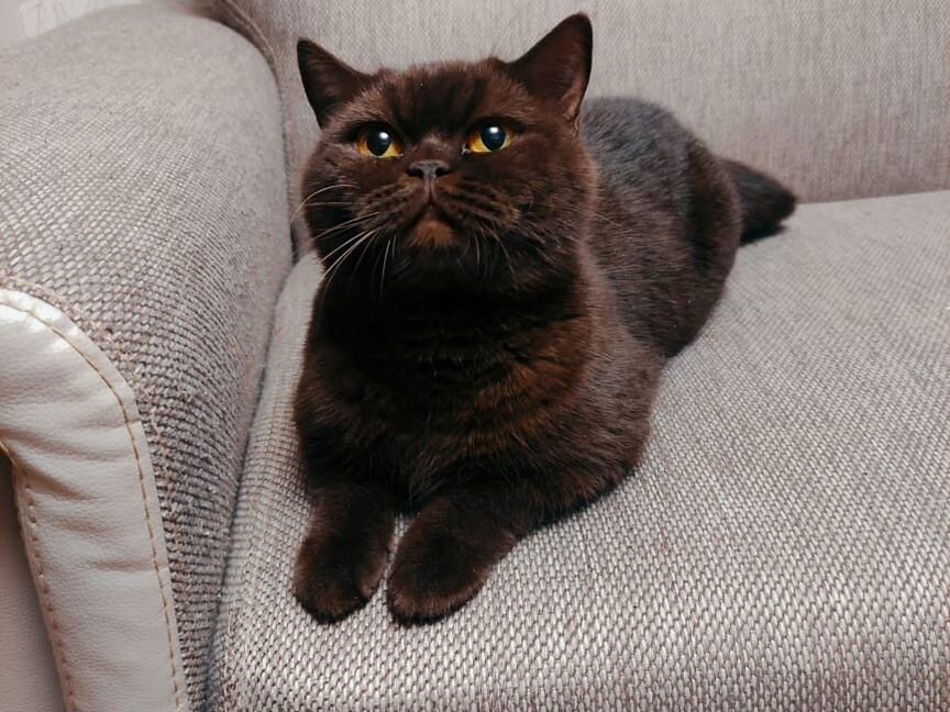 Кошка Скоттиш Страйт