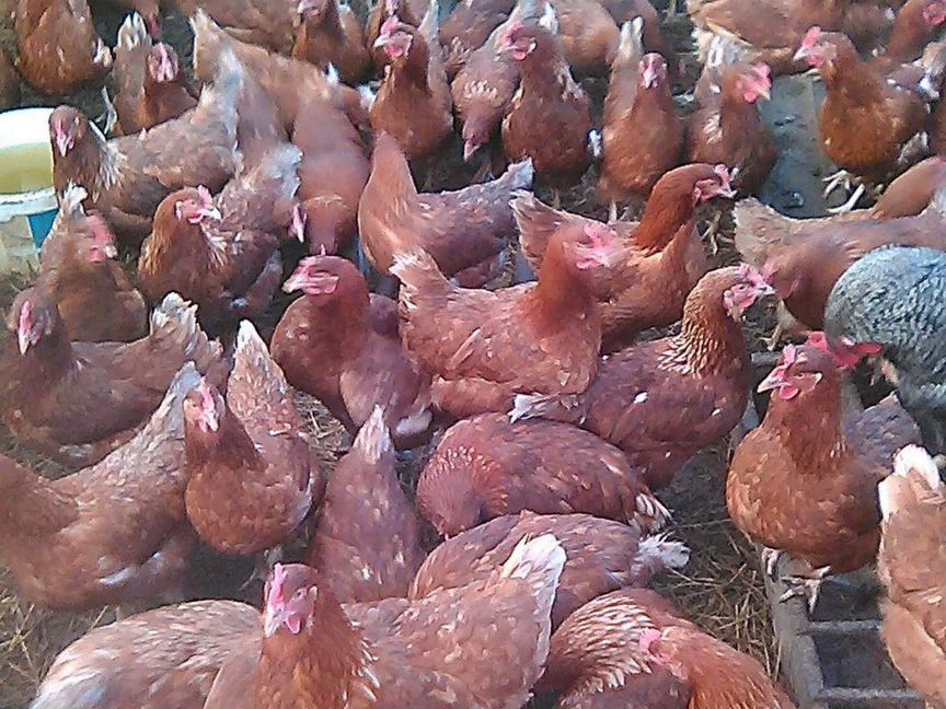 Инкубационное яйцо кур несушек