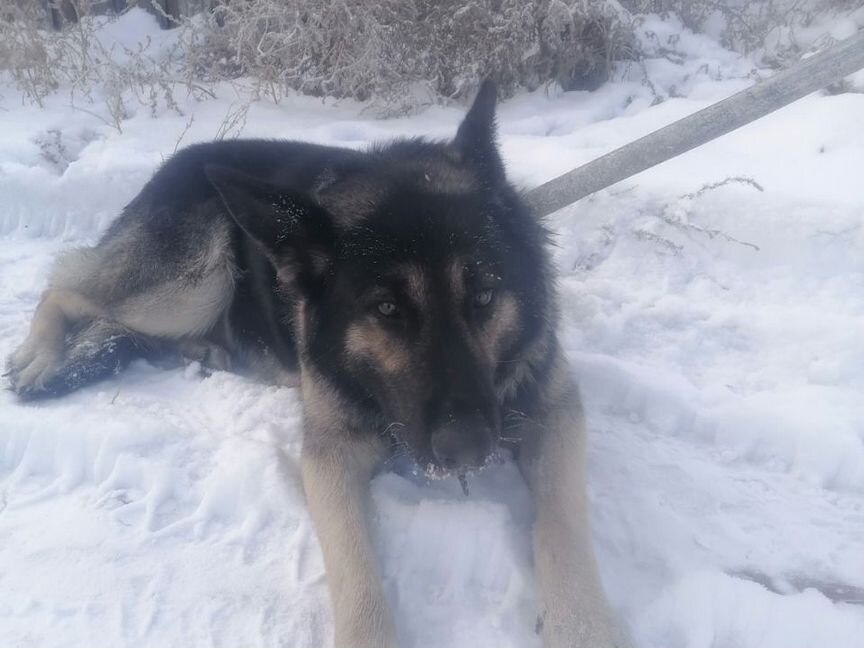 Грозит смерть. Собаки в отлове