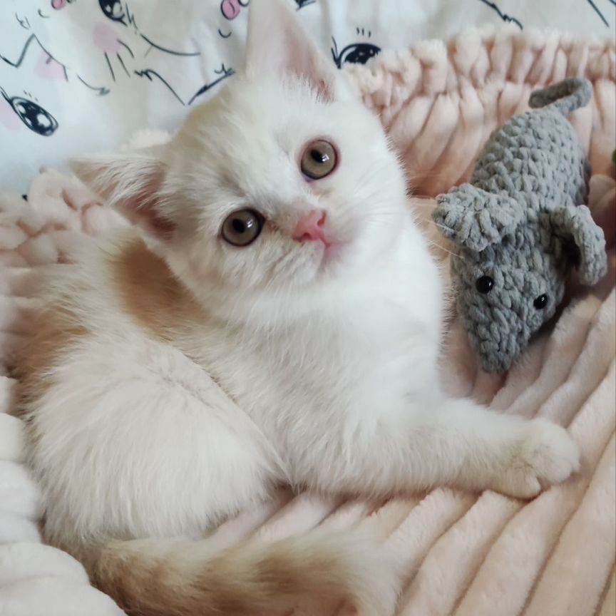 Продаются шотландские котята
