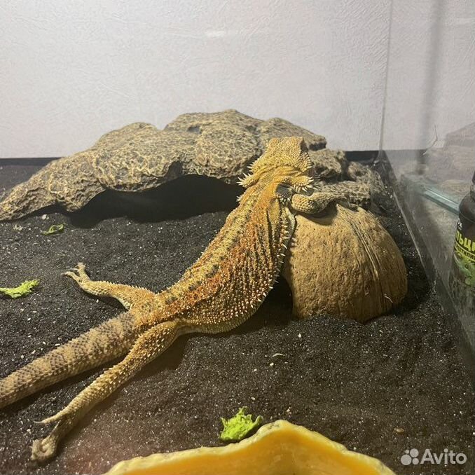 Бородатая агамма с террариумом