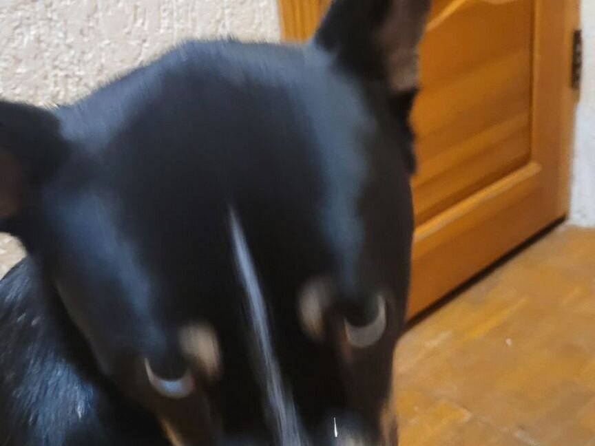 Собака в добрые руки