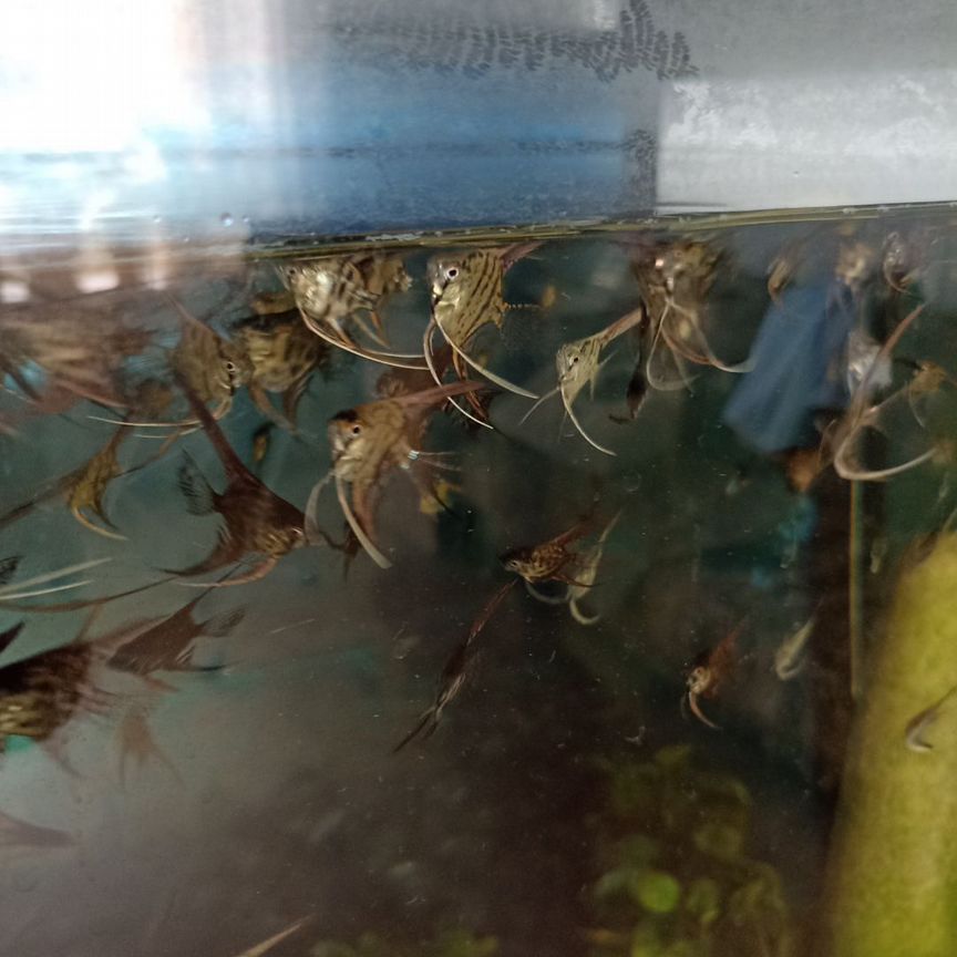 Скалярии пиной