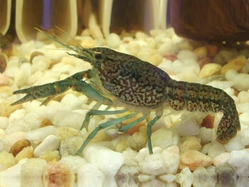 Мраморный рак