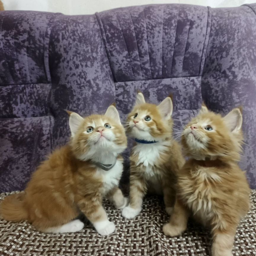 Мейн-кун котёнок