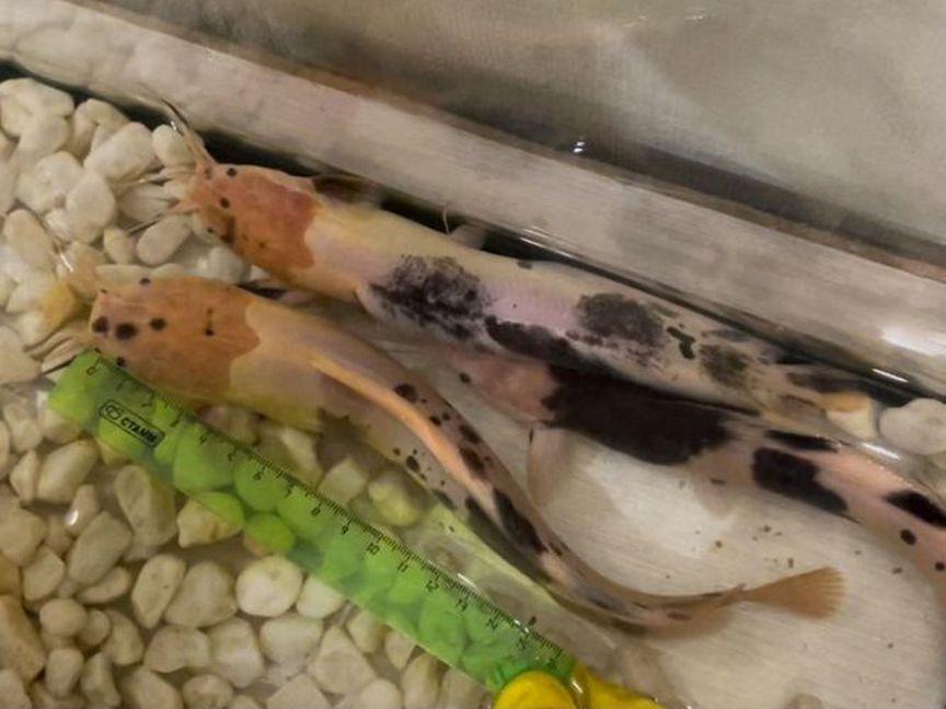 Мешкожаберный сом