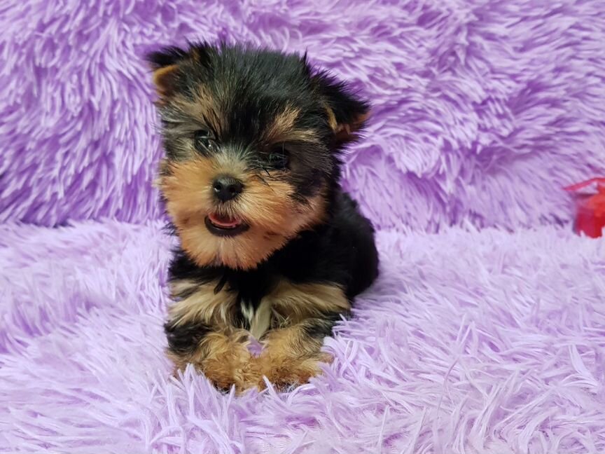 Йоркширский терьер гламурные куколки