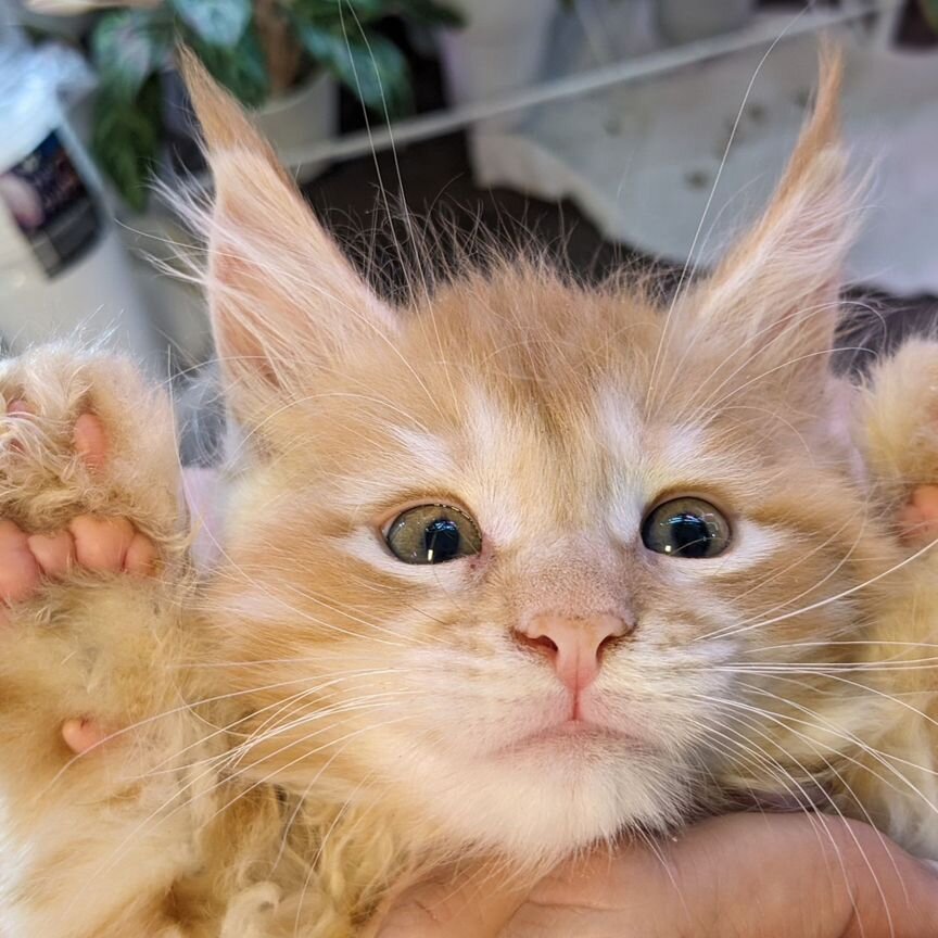 Девочка Мейн кун