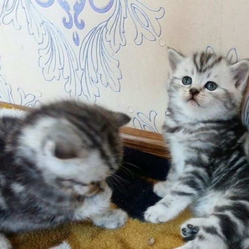 Шотландские мрамор на серебре, золоте