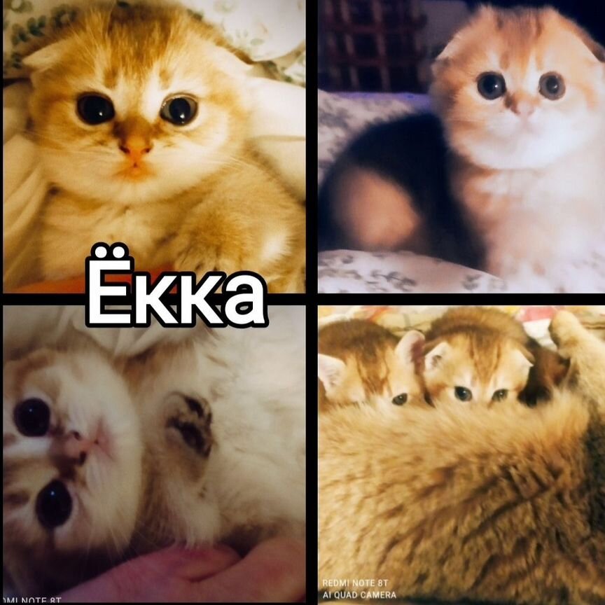 Антидепрессантики шотландские