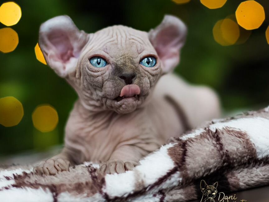 Девочка Эльф кукольной внешности