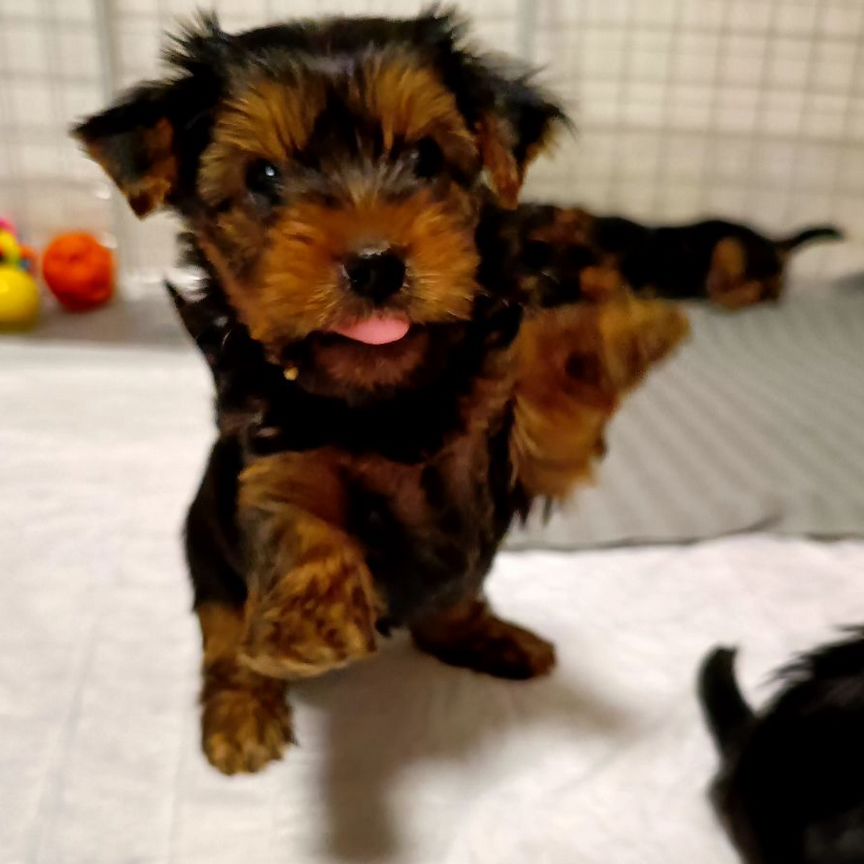 Йоркширский терьер, щенок