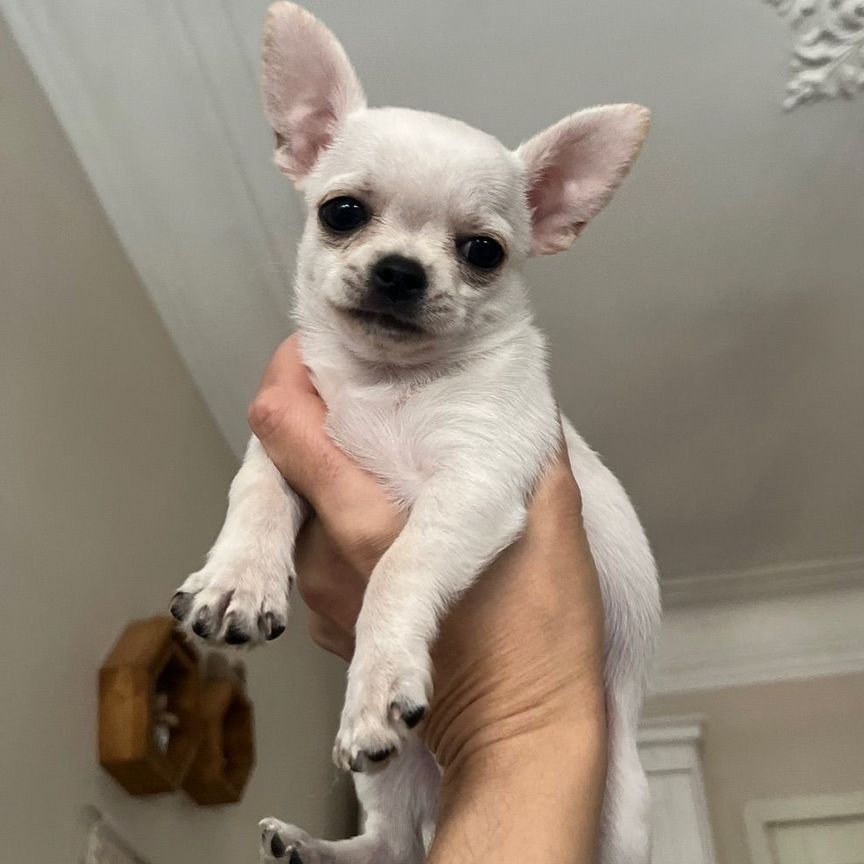 Чихуахуа, щенок