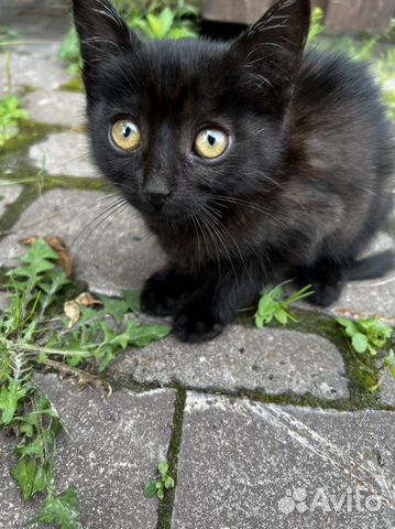 Черный котенок