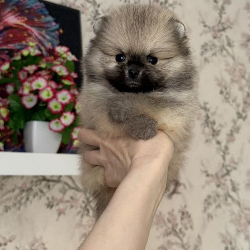 Померанский шпиц, щенок