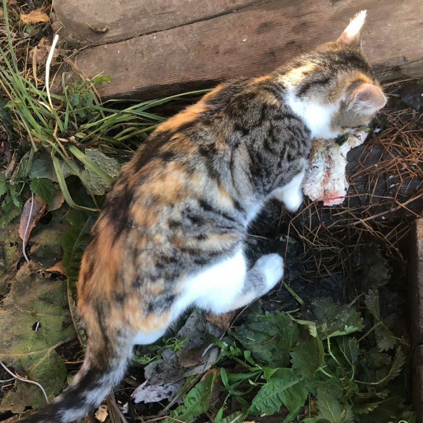 Спасите котят из сада