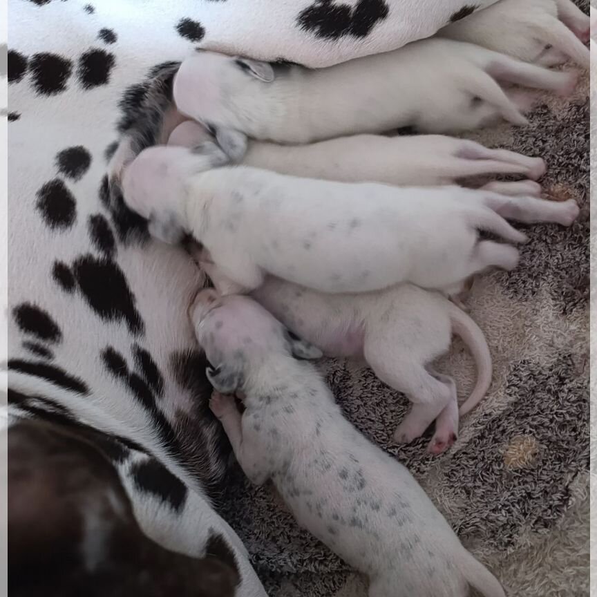 Далматин, щенок