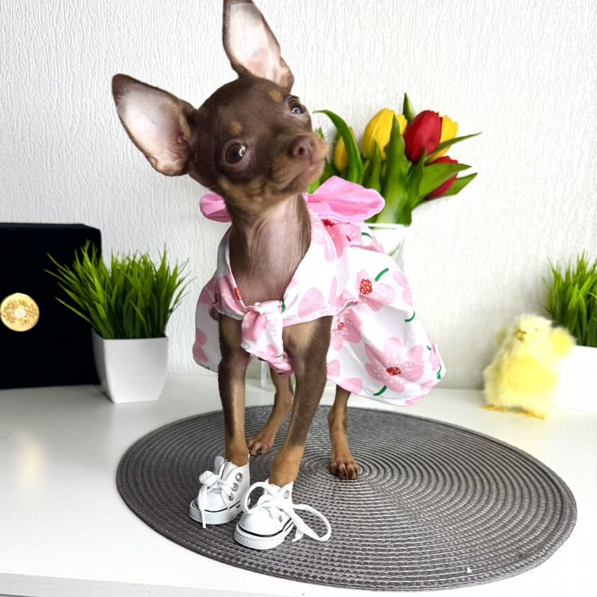 Русский той-терьер, щенок