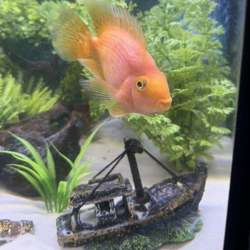 Красный попугай рыбка
