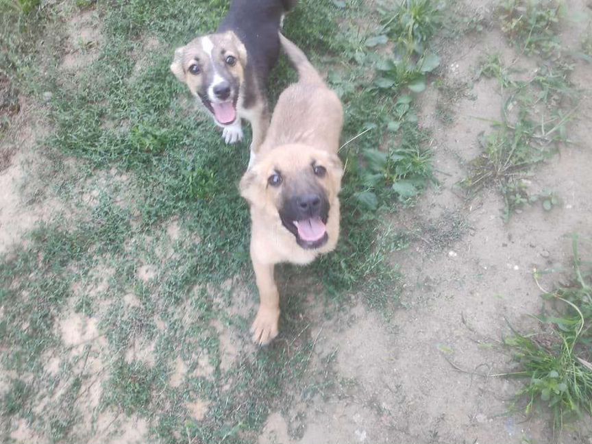 Щенята в добрые руки